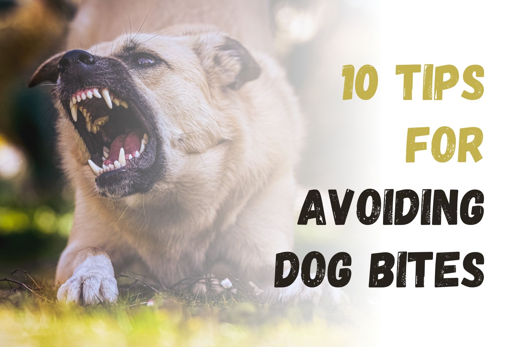How to Prevent Dog Bites: 10 Useful Tips