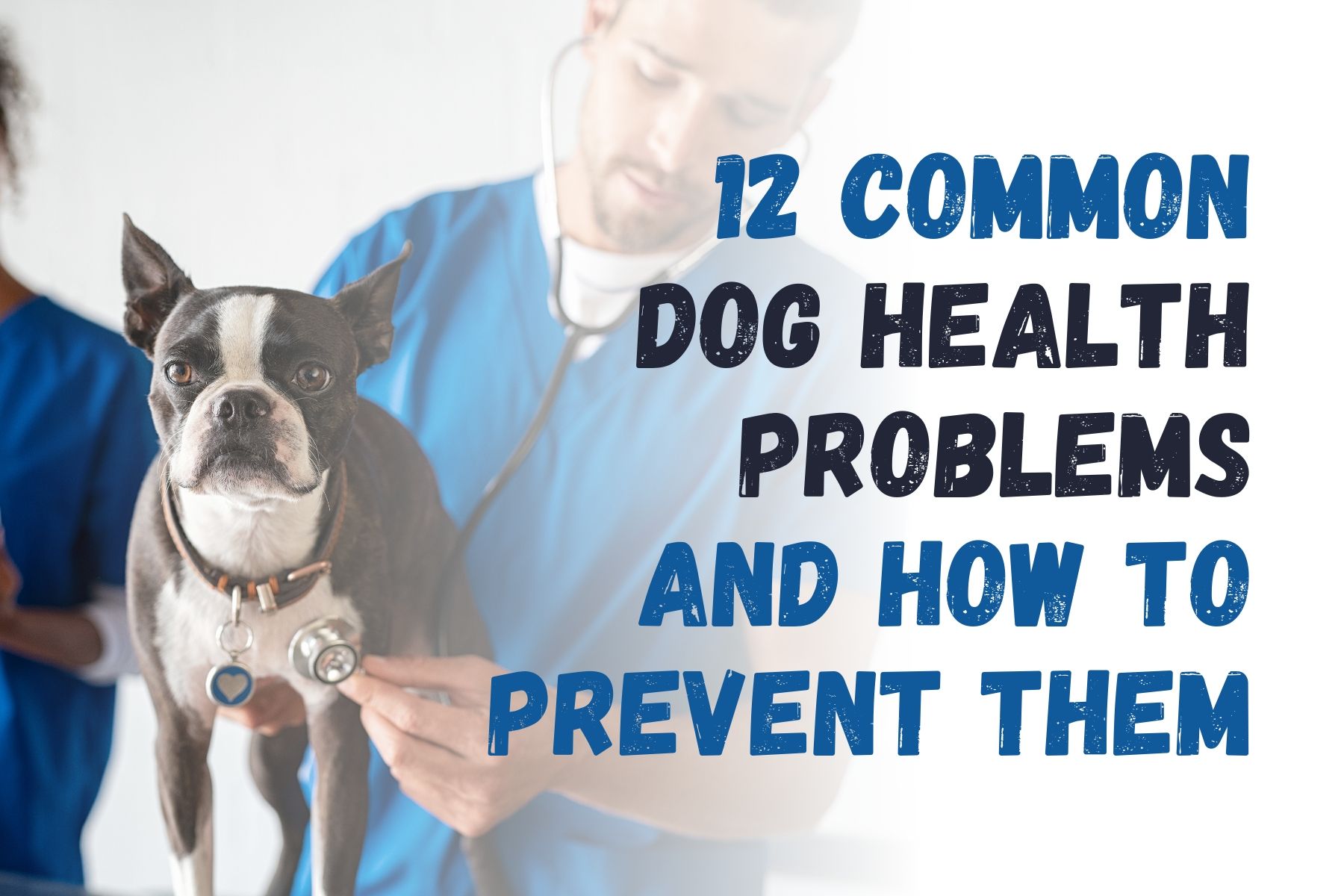 How to Prevent the 12 Most Common Health Issues in Dogs
