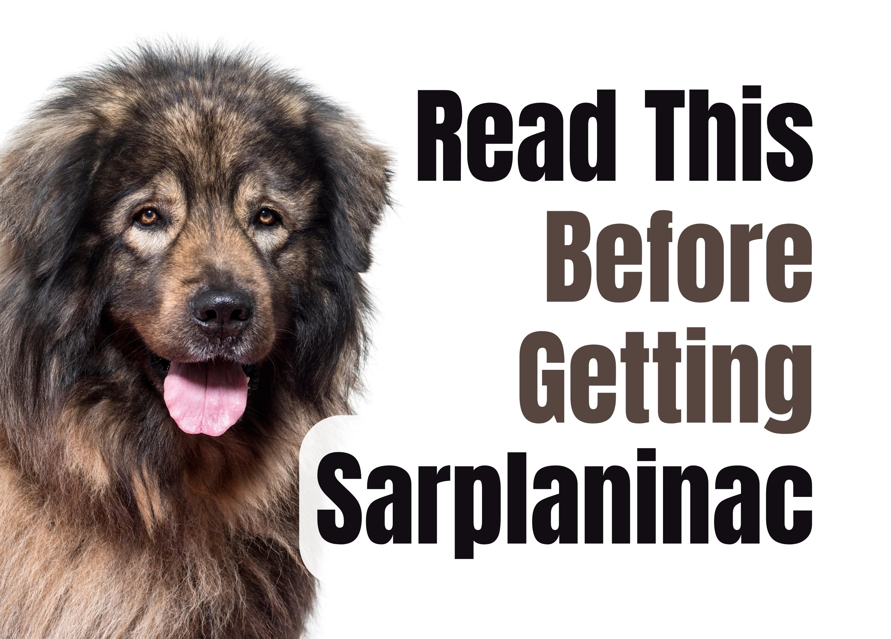 Consider These 13 Factors Before Purchasing a Sarplaninac Puppy