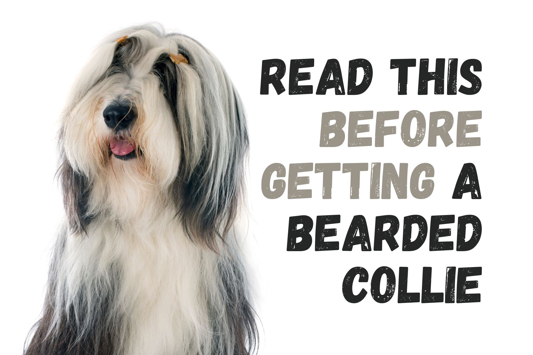 What You Should Know Before Adopting a Bearded Collie