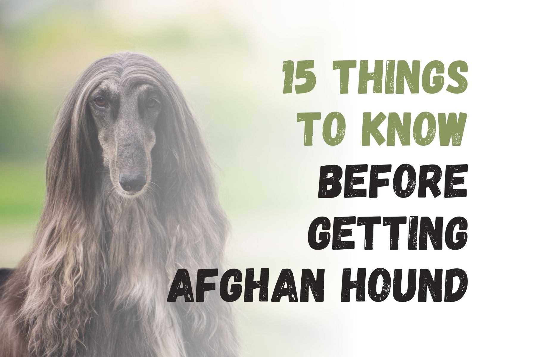 What You Should Know Before Adopting an Afghan Hound