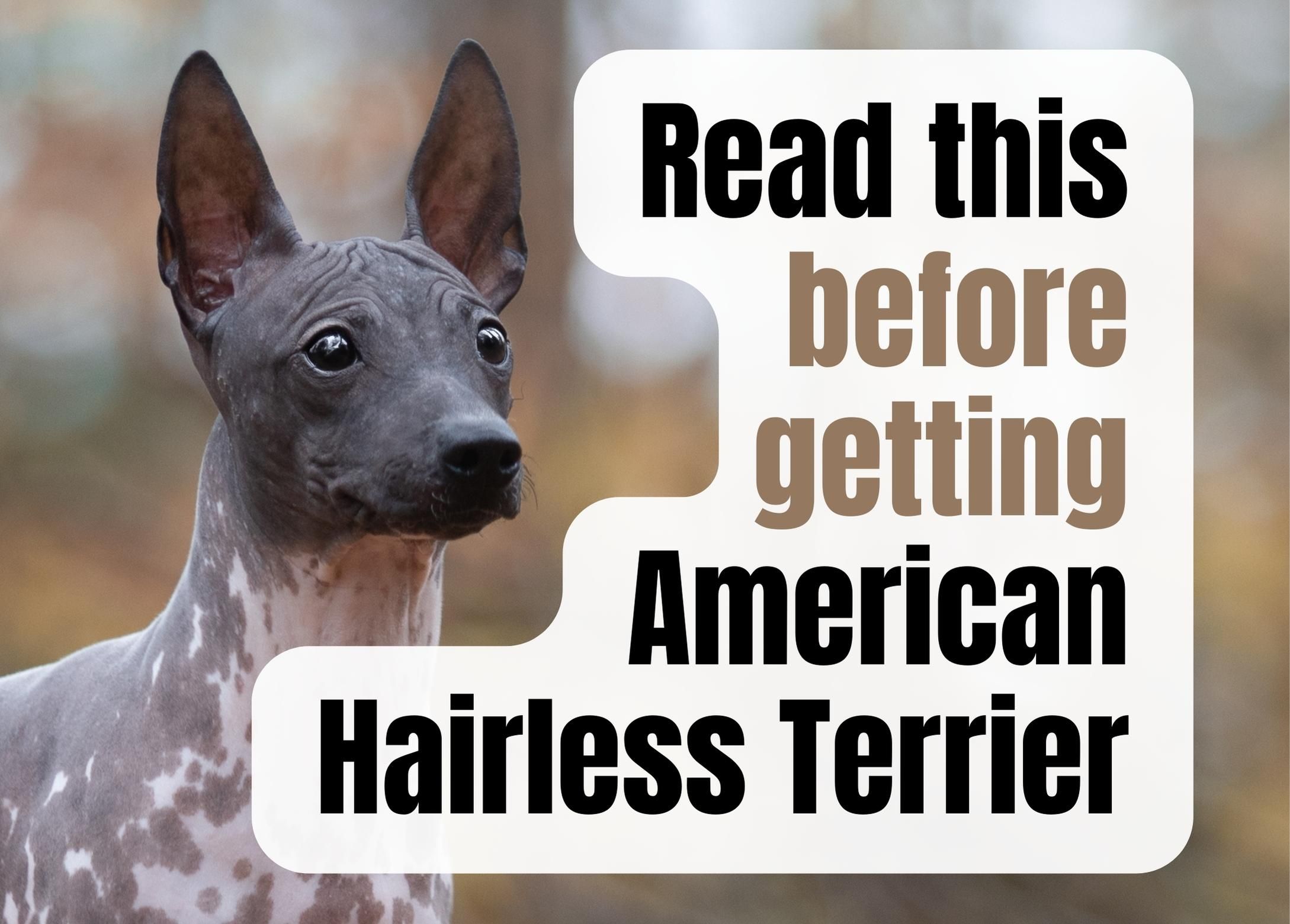 Consider These 17 Factors Before Purchasing an American Hairless ...