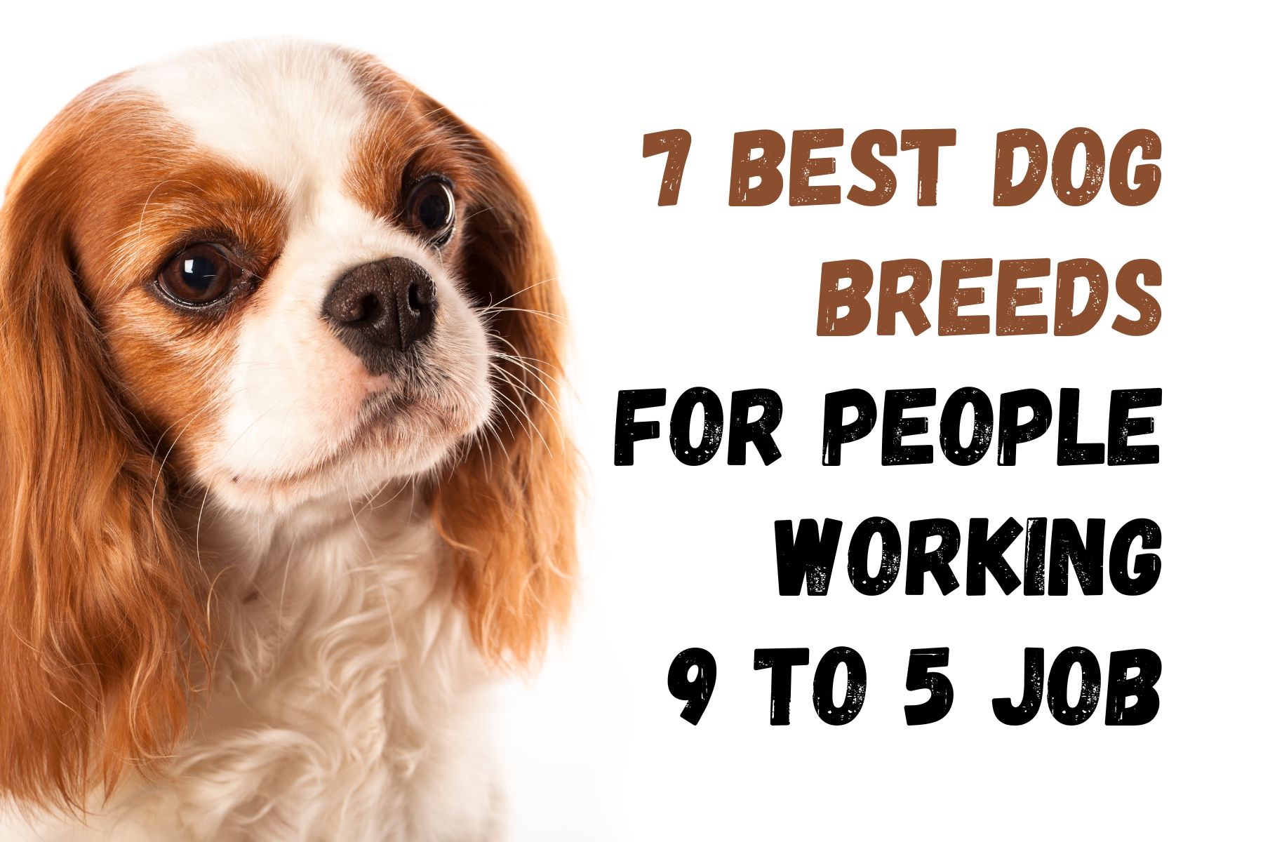 Top 7 Dog Breeds Ideal for 9-to-5 Workers