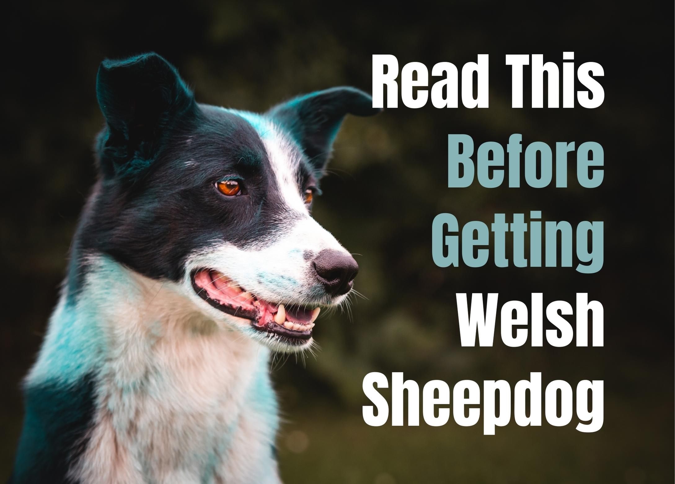 Key Traits of the Welsh Sheepdog