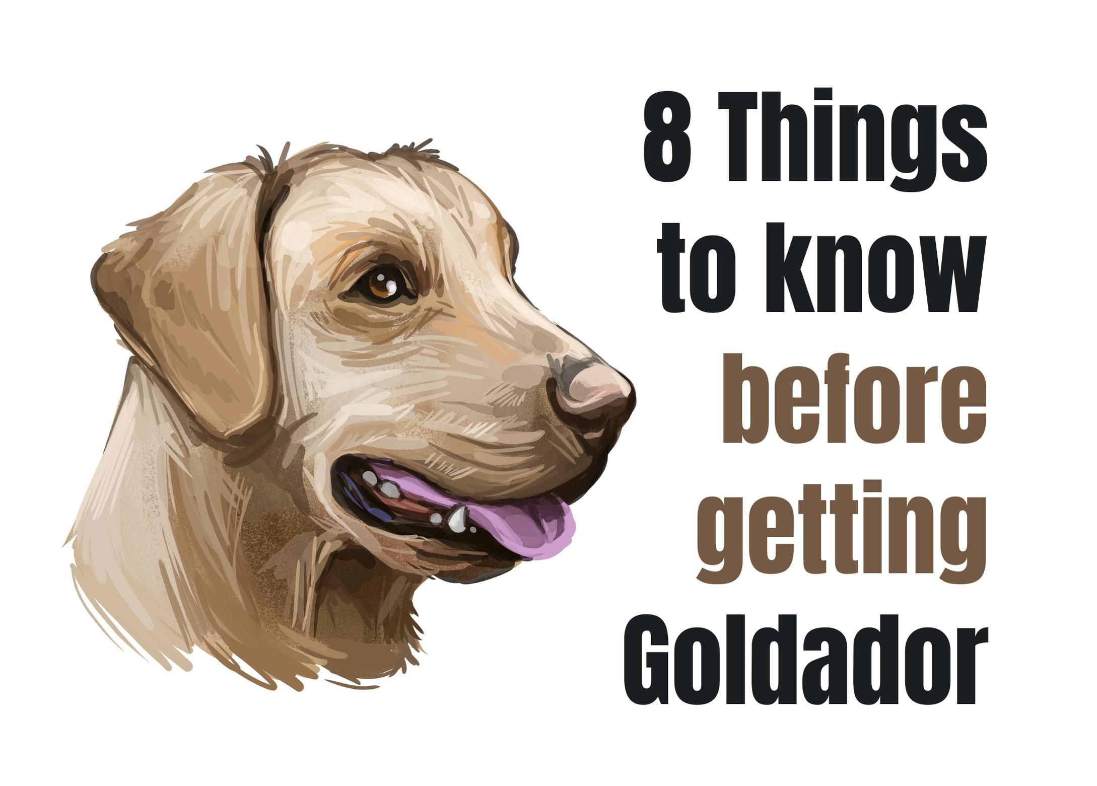 Top 8 Essential Facts About the Goldador Retriever