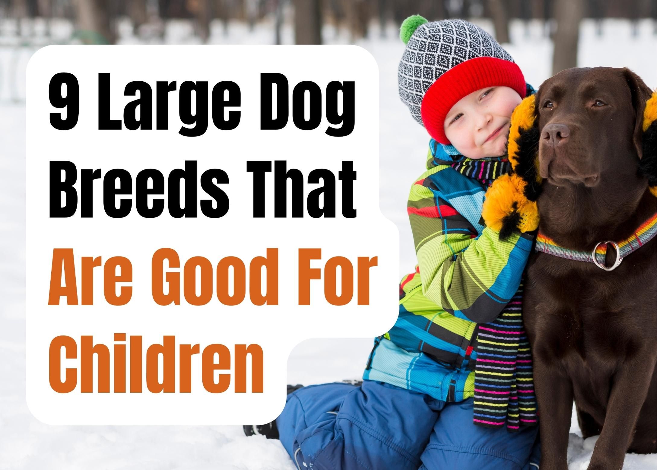 Large Dog Breeds That Are Great With Kids