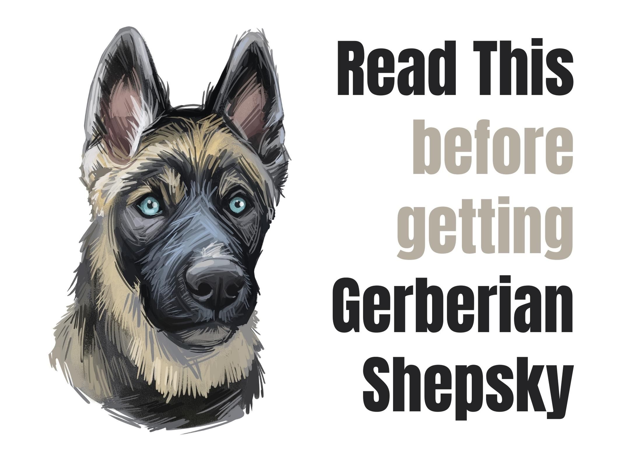 Understanding the Gerberian Shepsky: 9 Key Facts