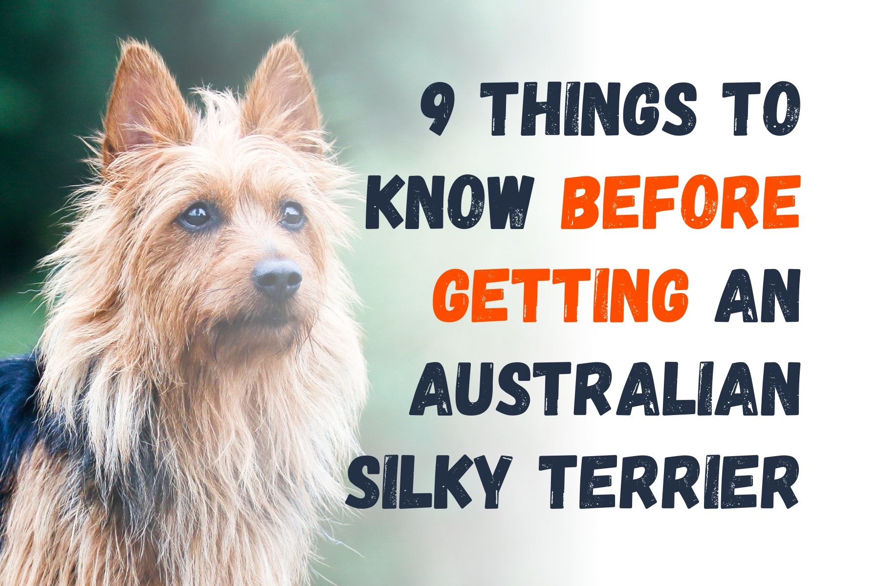 What You Should Know Before Adopting an Australian Silky Terrier