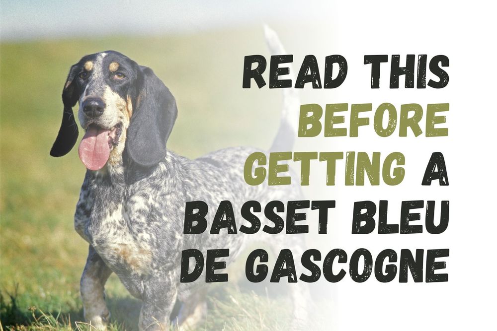 10 Things to Know Before Getting a Basset Bleu De Gascogne 10 Things to Know Before Getting a Basset Bleu De Gascogne