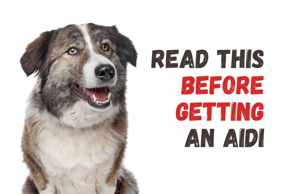 11 Things to Know Before Getting an Aidi Dog Breed