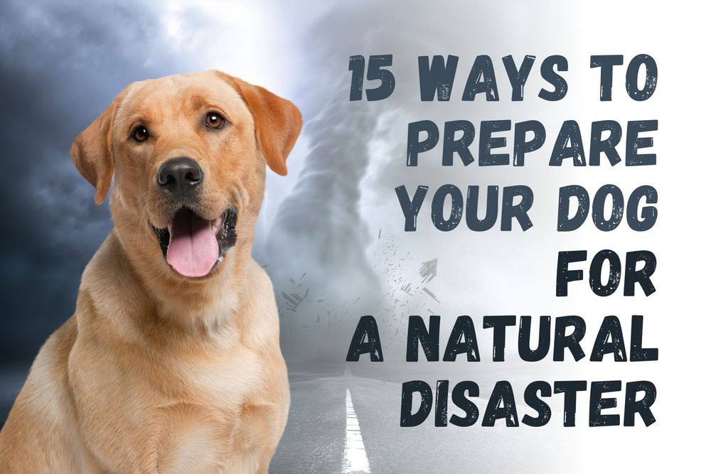 15 Ways to Prepare Your Dog for a Natural Disaster