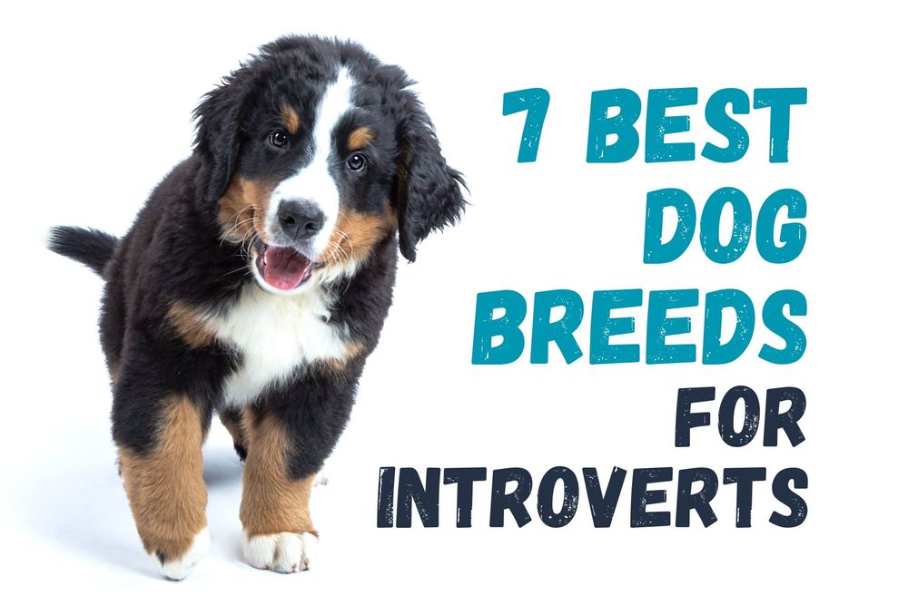 7 Best Dog Breeds For Introverts
