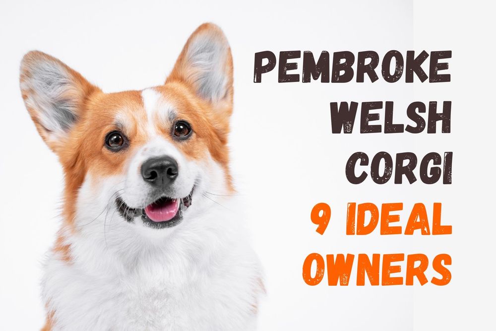 The 9 Types of People Who Will Love Owning a Pembroke Welsh Corgi