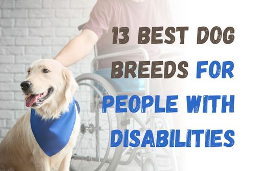 13 Best Dog Breeds for People with Disabilities