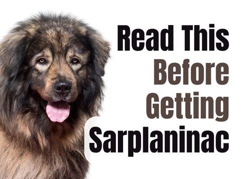 Sarplaninac Puppies