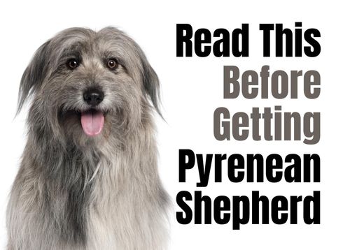 14 Things to Consider Before Buying a Pyrenean Shepherd Puppy