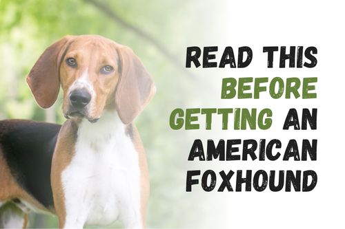 15 Things to Know Before Getting an American Foxhound