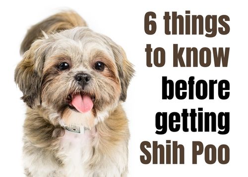 6 Fascinating Facts About The Shih Poo