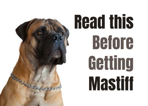 9 Crucial Things to Know About the Mastiff