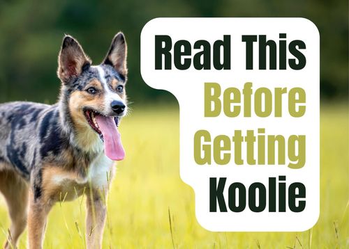 9 Things to Consider Before Getting a Koolie Puppy