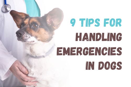 9 Tips for Handling Dog Emergencies