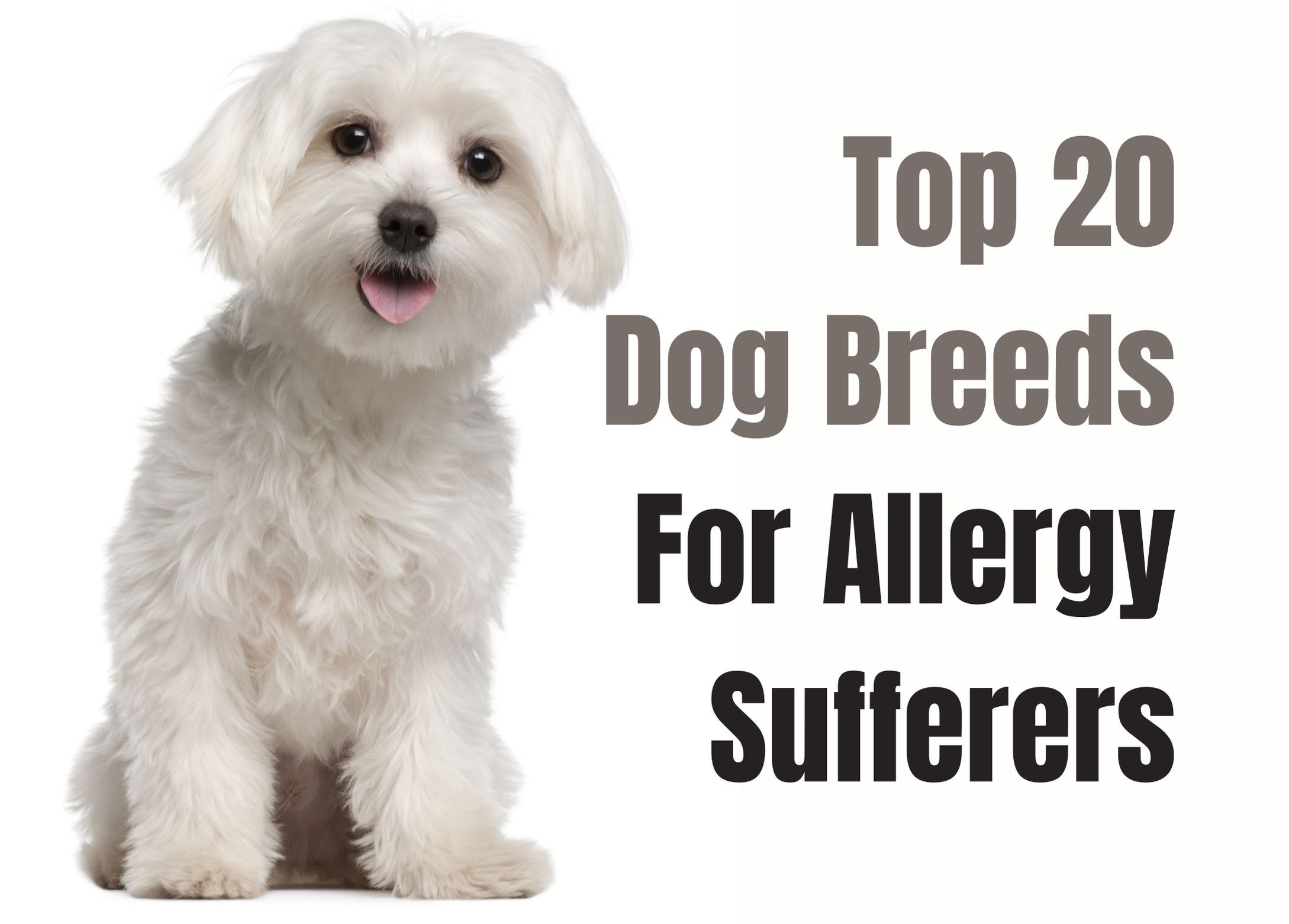 20 Best Dog Breeds for People with Allergies