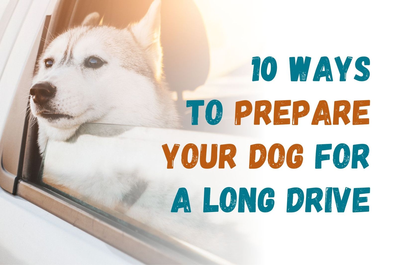 10 Ways to Prepare Your Dog for a Long Drive