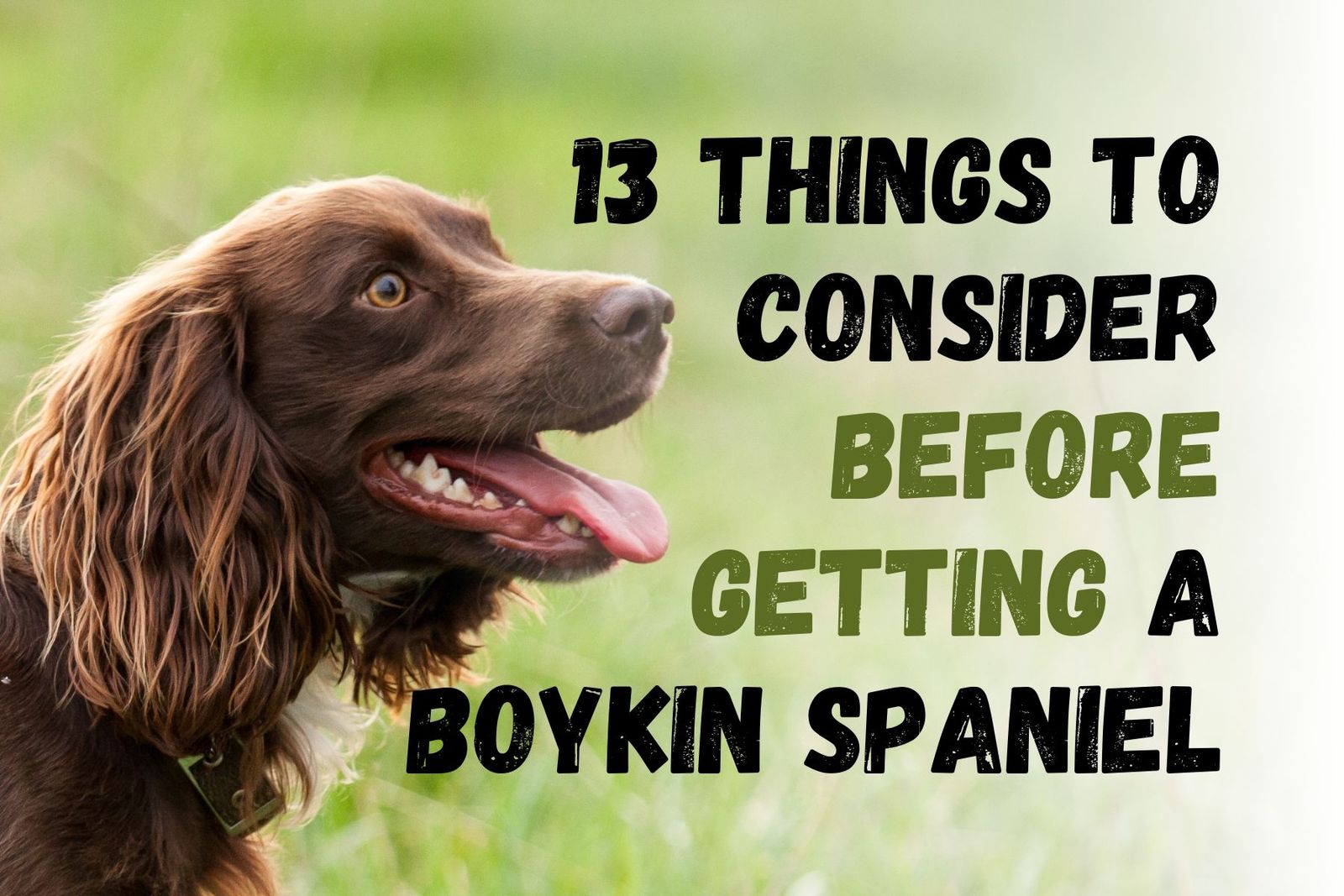 Consider These 11 Factors Before Adopting a Boykin Spaniel