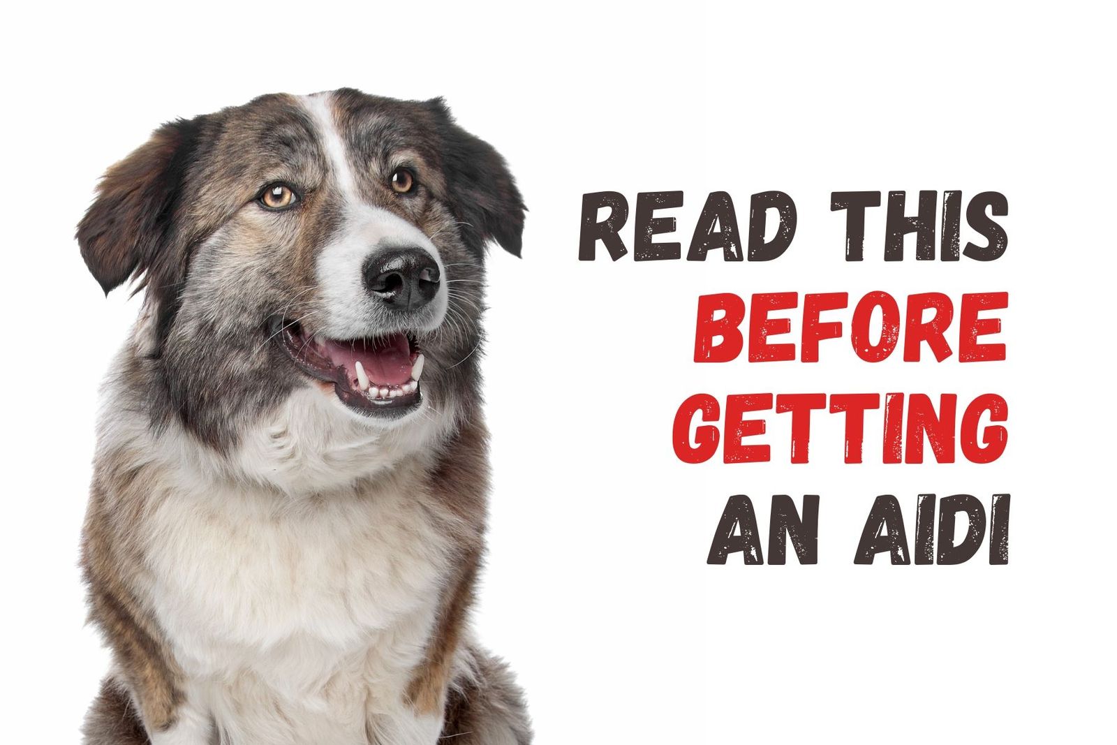 What You Should Know Before Getting an Aidi Dog