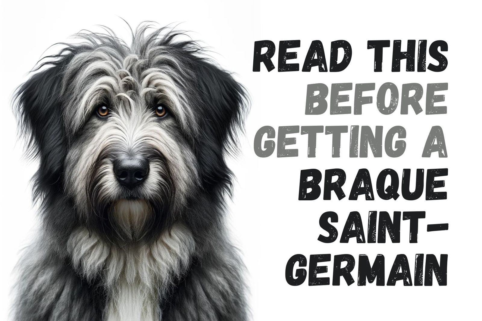 What You Should Know Before Getting a Bosnian Coarse-haired Hound (Barak)