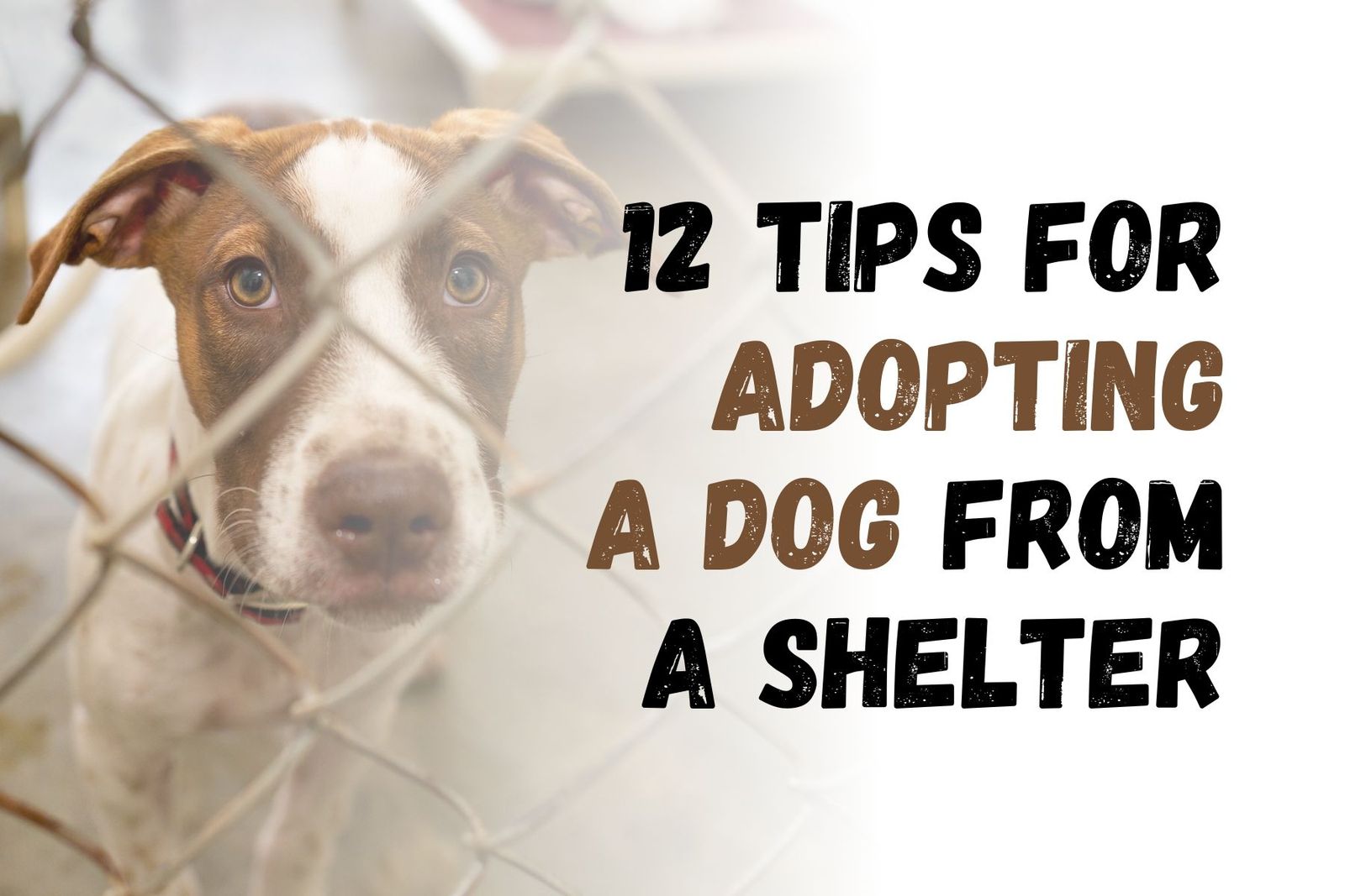 How to Successfully Adopt a Rescue Dog: 12 Essential Tips How to Successfully Adopt a Rescue Dog: 12 Essential Tips