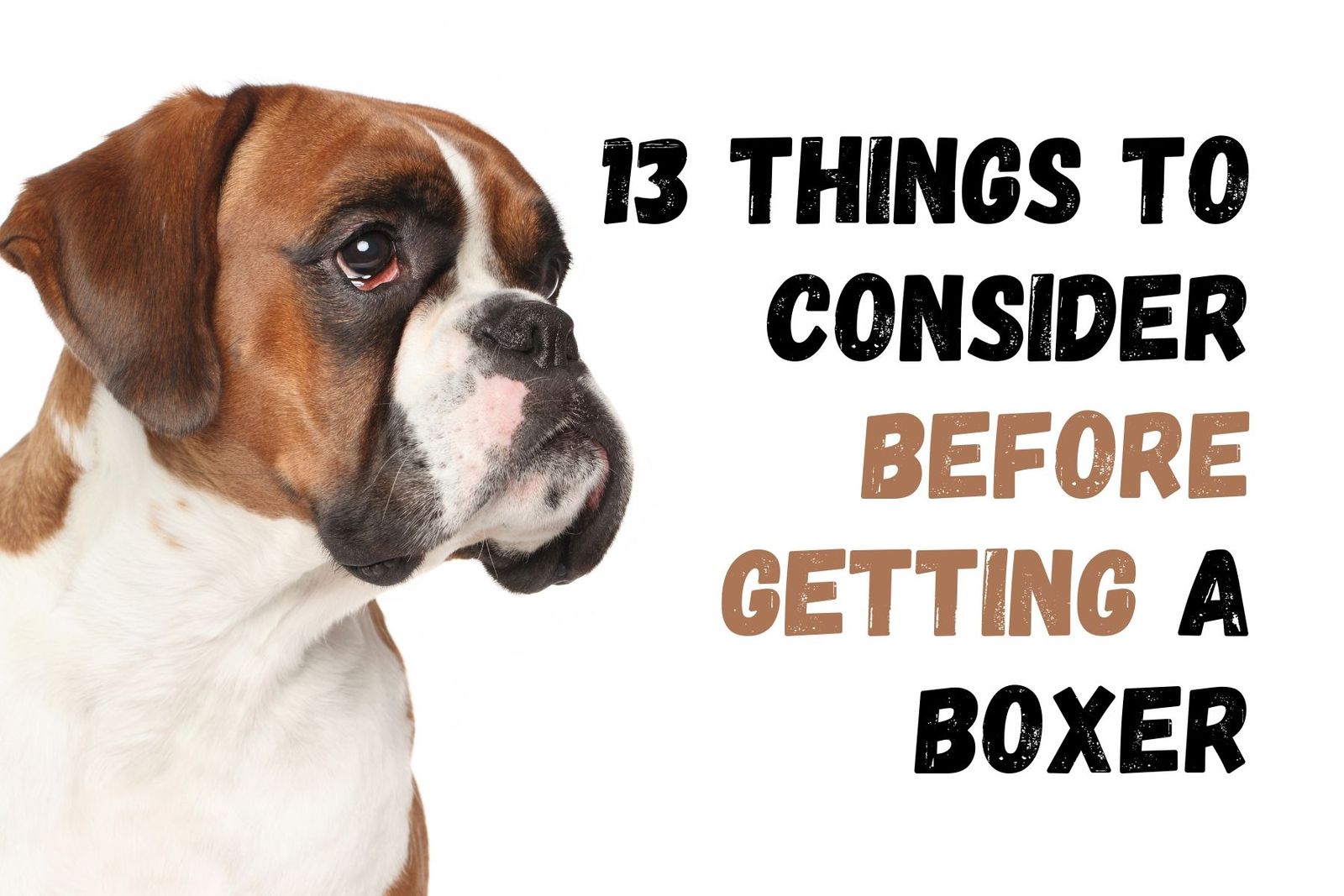 Consider These 13 Factors Before Getting a Boxer Dog