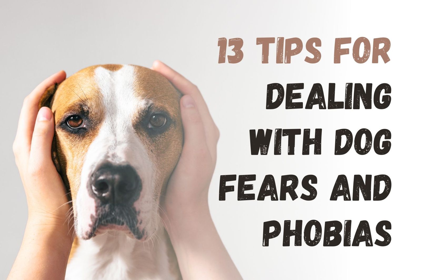 13 Tips for Dealing with Dog Fears and Phobias 13 Tips for Dealing with Dog Fears and Phobias