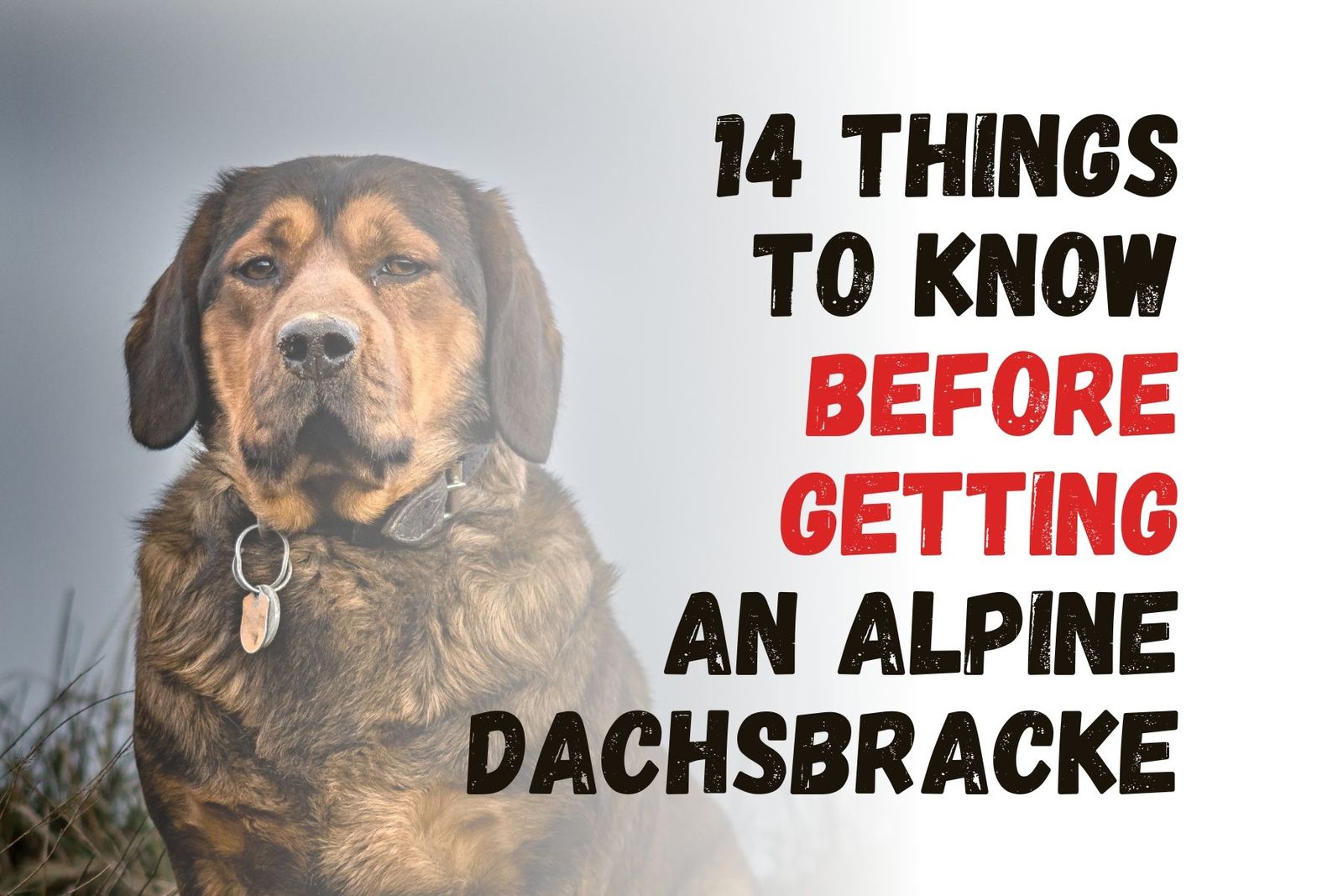 14 Things to Know Before Getting an Alpine Dachsbracke