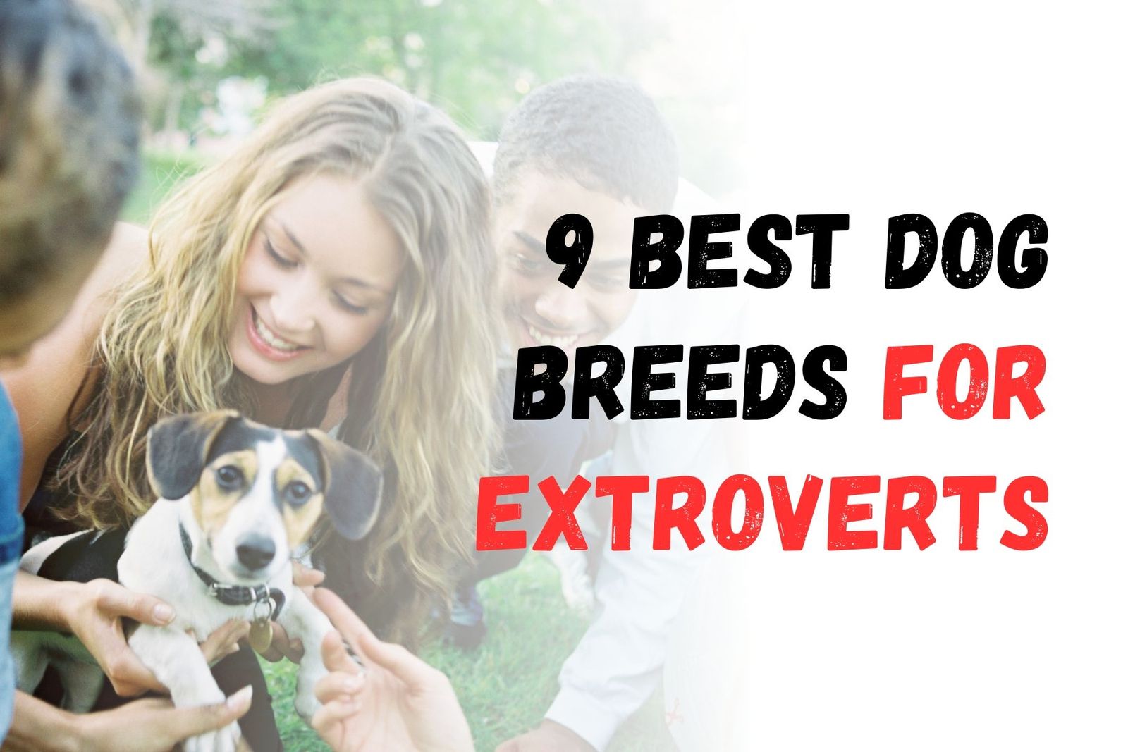 9 Best Dog Breeds For Extroverts
