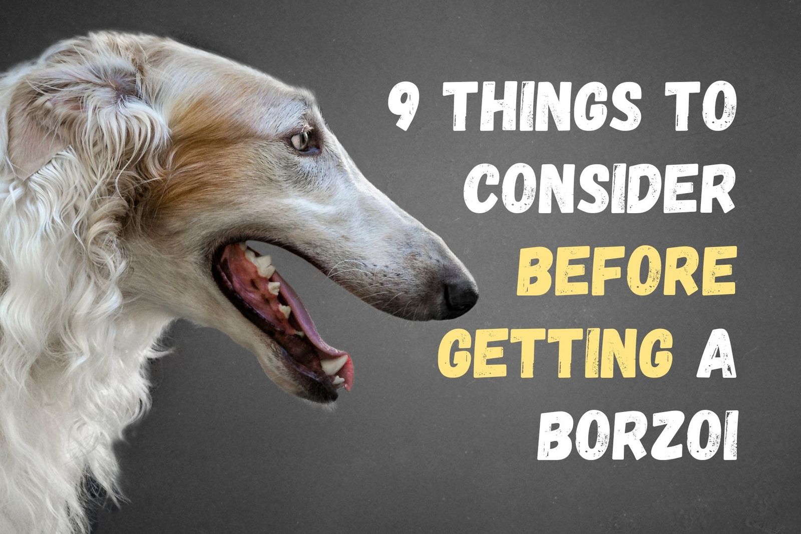Consider These 9 Factors Before Getting a Borzoi